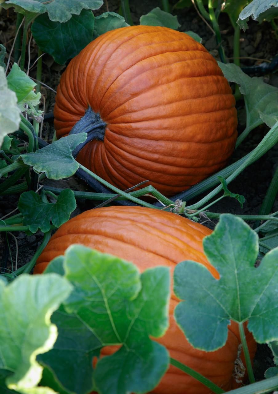 Thor Pumpkin Seeds | Holmes Seed Company