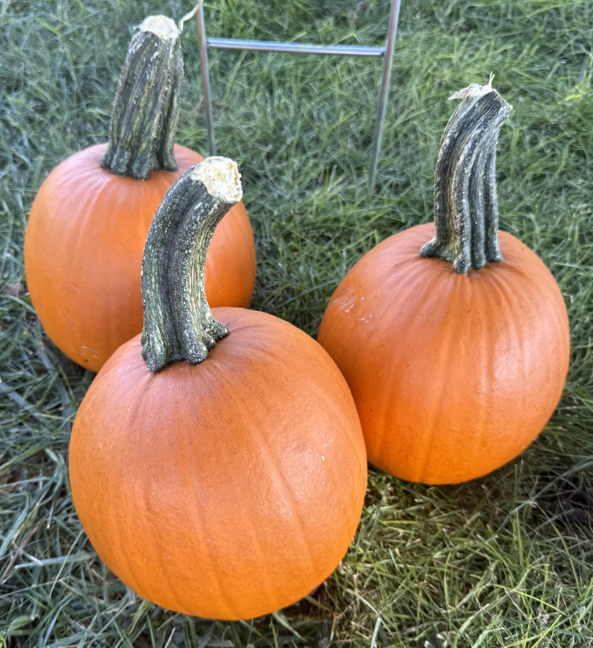 Cannonball Pumpkin Seeds | Holmes Seed Company