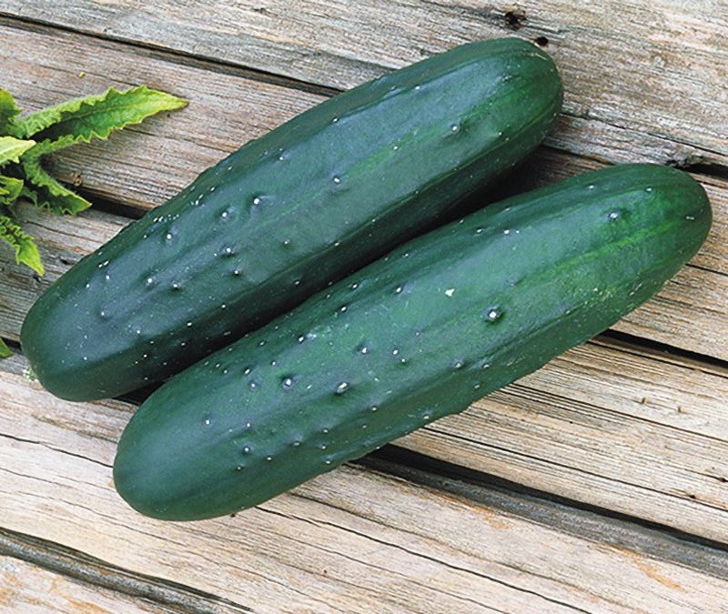 Cobra F1 Cucumber - Holmes Seed Company