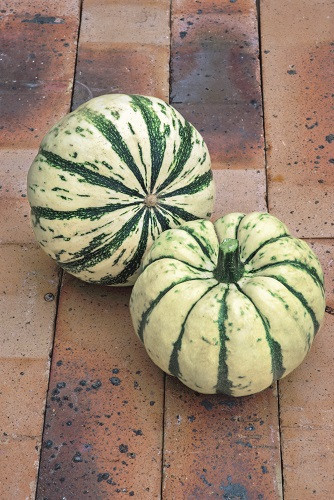 Ruffian Mini Pumpkin Seeds | Holmes Seed Company