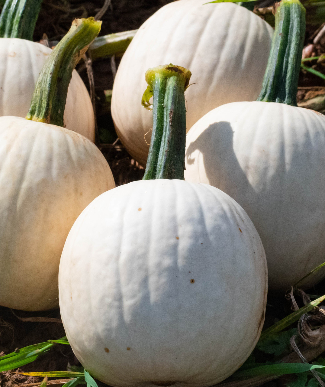 Snowdrop Pumpkin Seeds | Holmes Seed Company