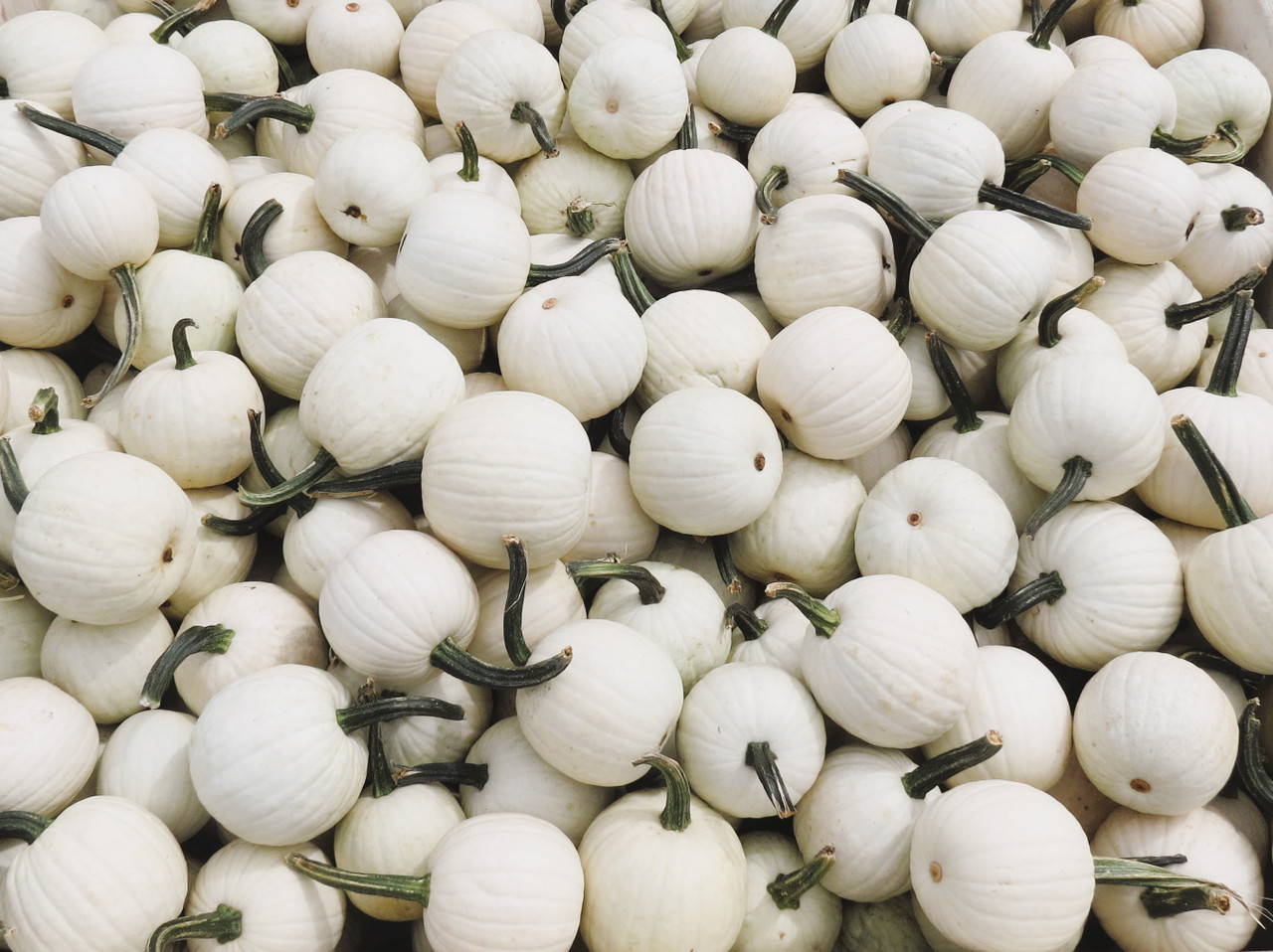 Snowdrop Pumpkin Seeds | Holmes Seed Company
