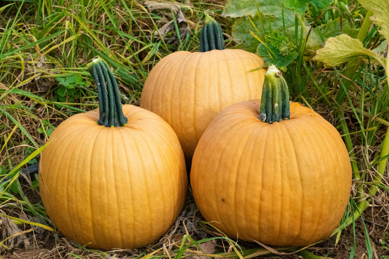 Spicy Mocha Pumpkin Seeds | Holmes Seed Company