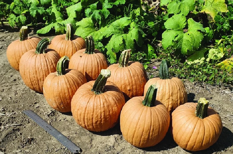 Spicy Mocha Pumpkin Seeds | Holmes Seed Company