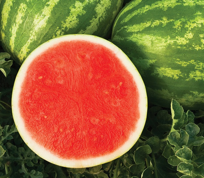 Single Watermelon Seed