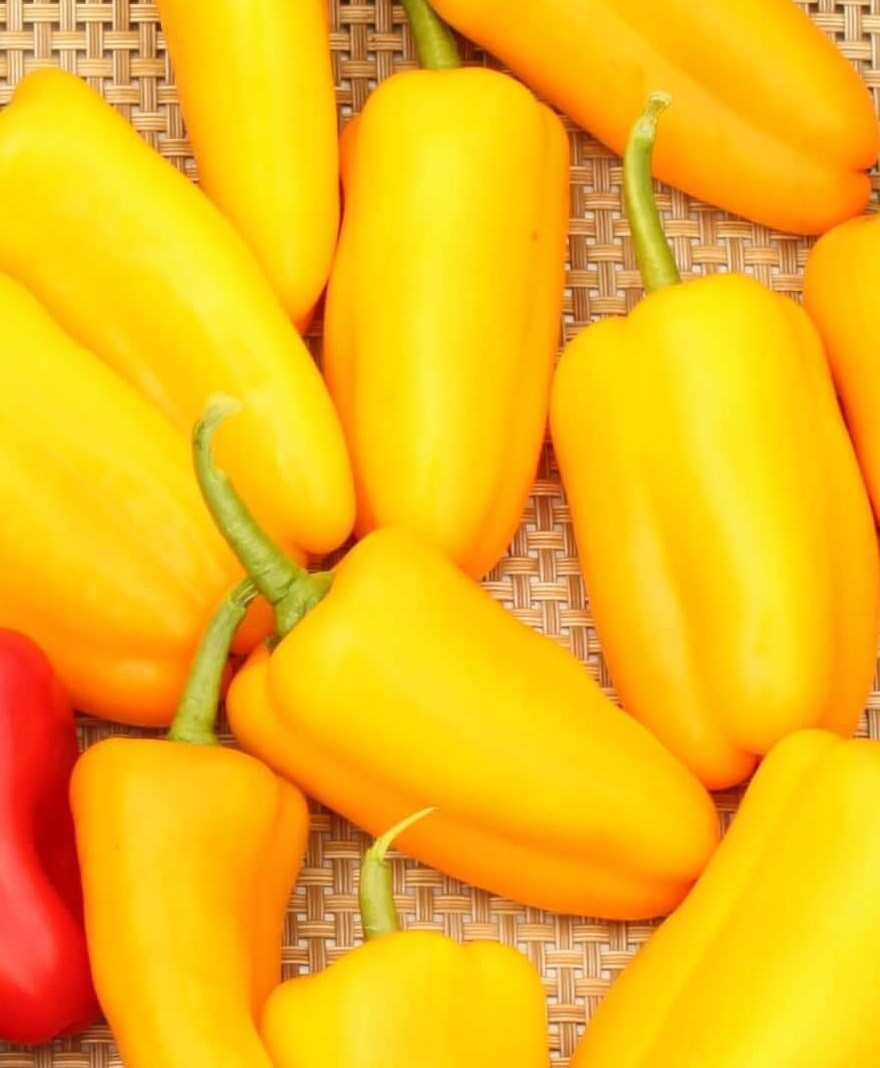 Sweetie TZ Yellow Snack Pepper Seeds | Holmes Seed Company