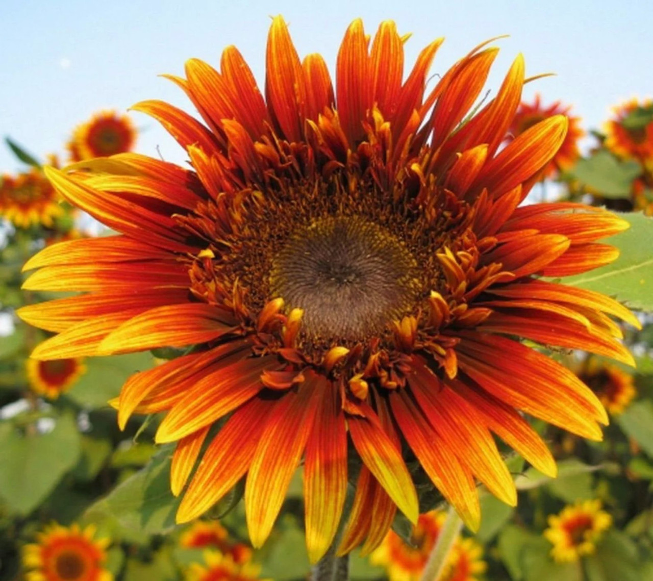 Joker F1 Sunflower | Holmes Seed Company