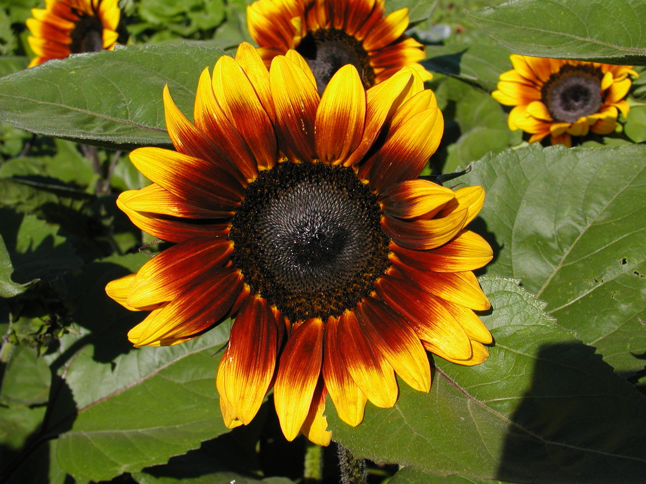 The Joker Sunflower