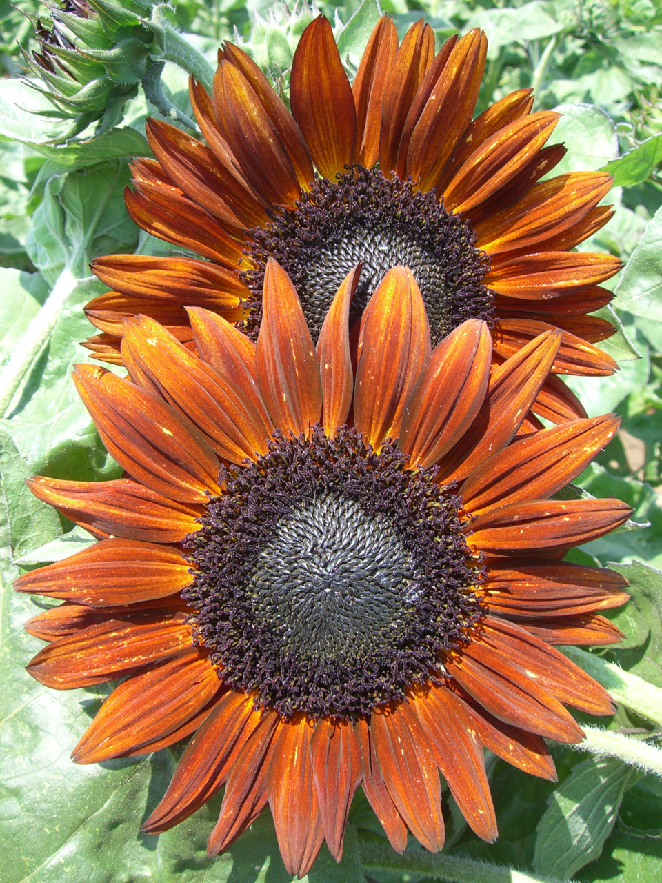 The Joker Sunflower