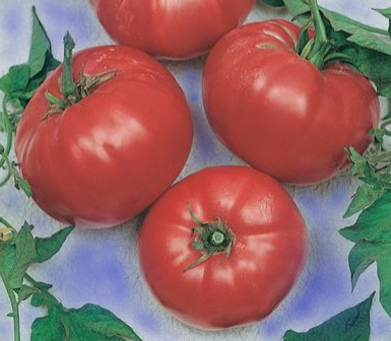 Beef Maestro F1 - Untreated - Holmes Seed Company