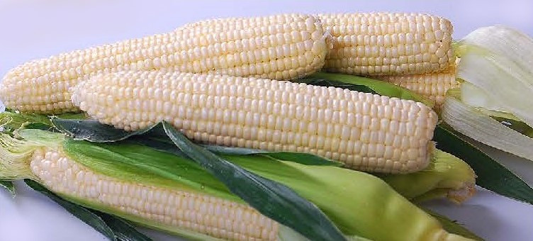 White Lightning F1 Corn - Holmes Seed Company