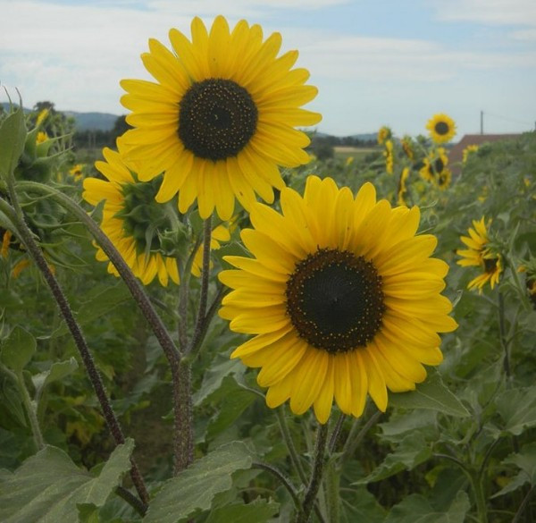Henry Wilde Sunflower | Holmes Seed Company