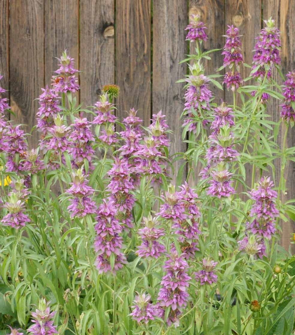 Lemon Mint | Holmes Seed Company