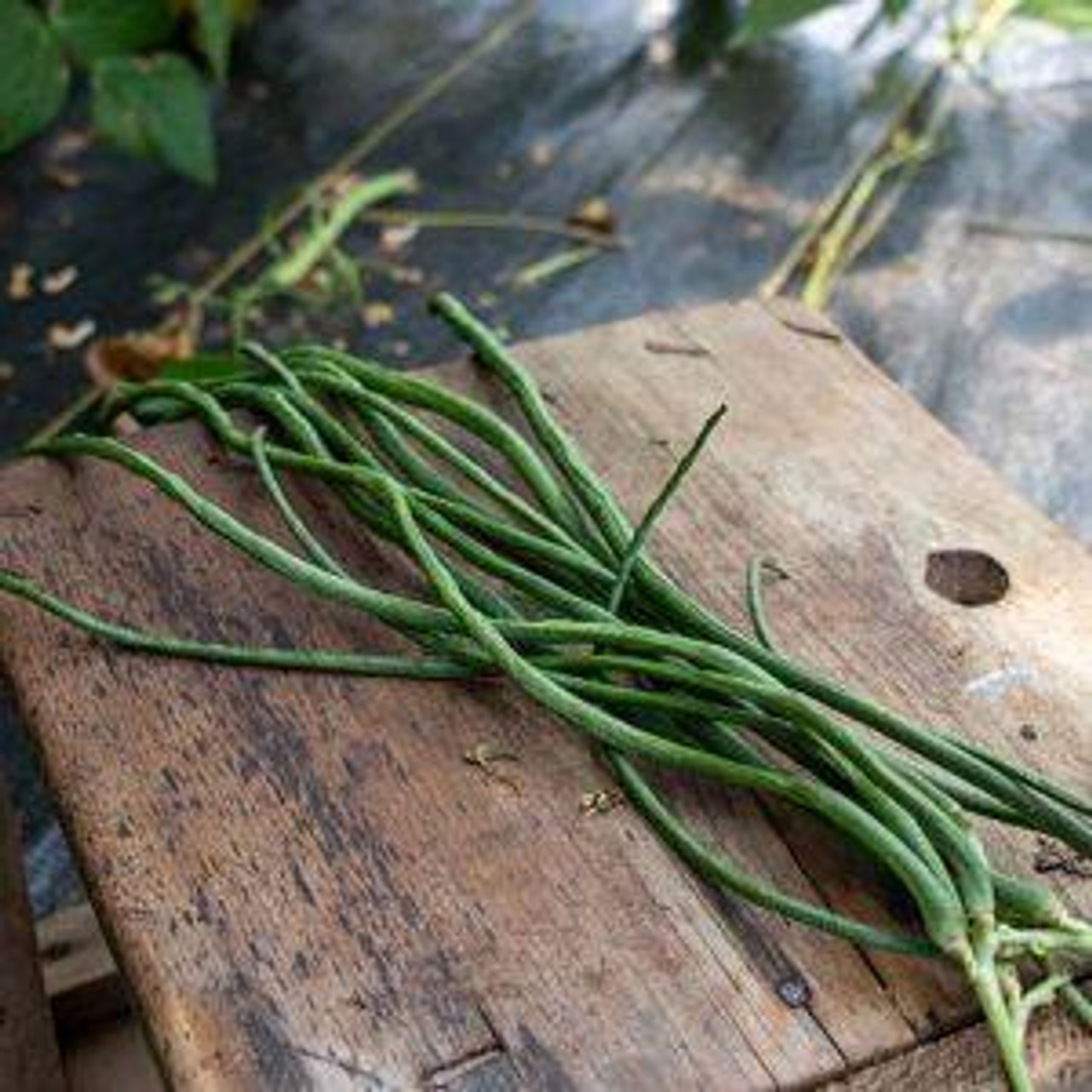 Python Stringless Bean Seeds | Holmes Seed Company