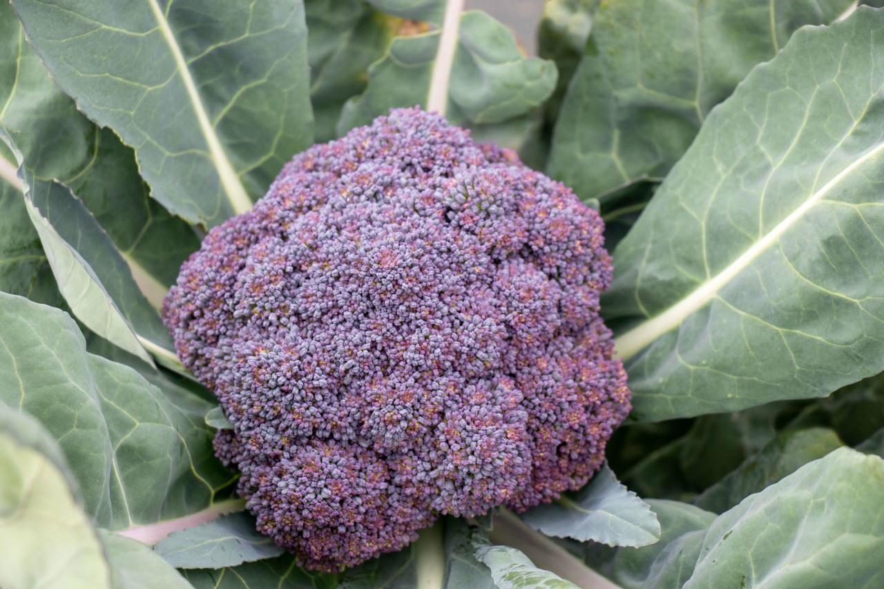 Jacaranda F1 - Holmes Seed Company