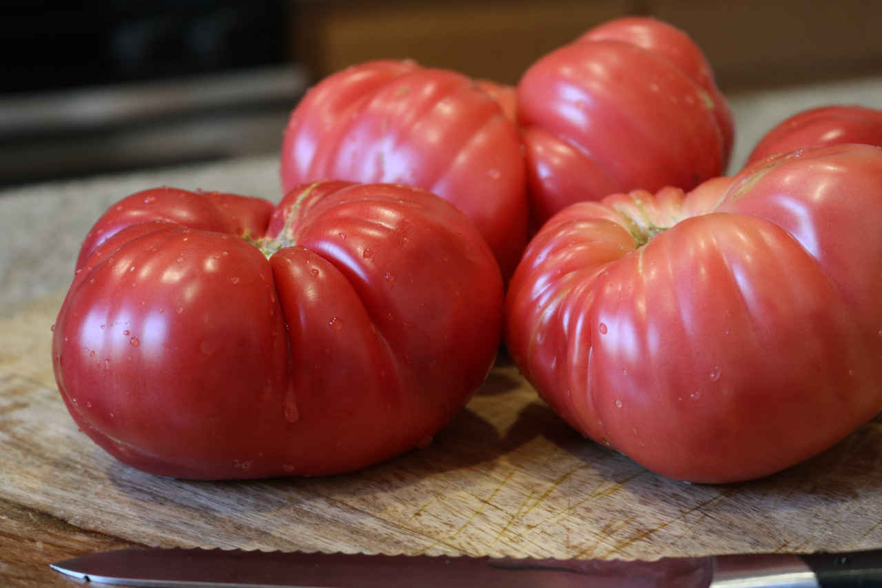 Pink Delicious Tomato Seeds | Holmes Seed Company
