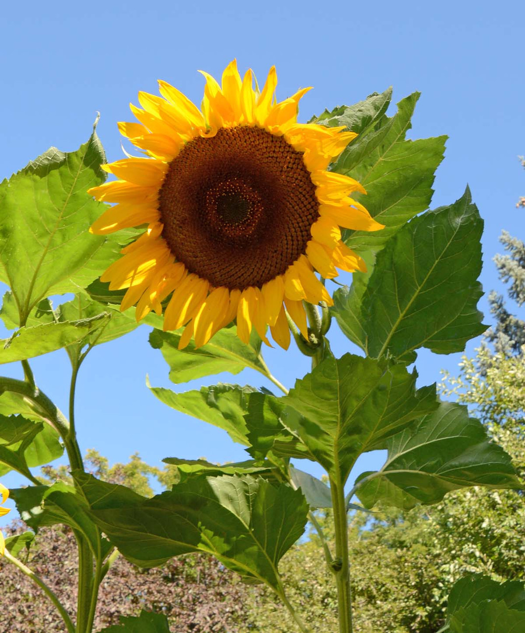 Mongolian Giant Sunflower | Holmes Seed Company