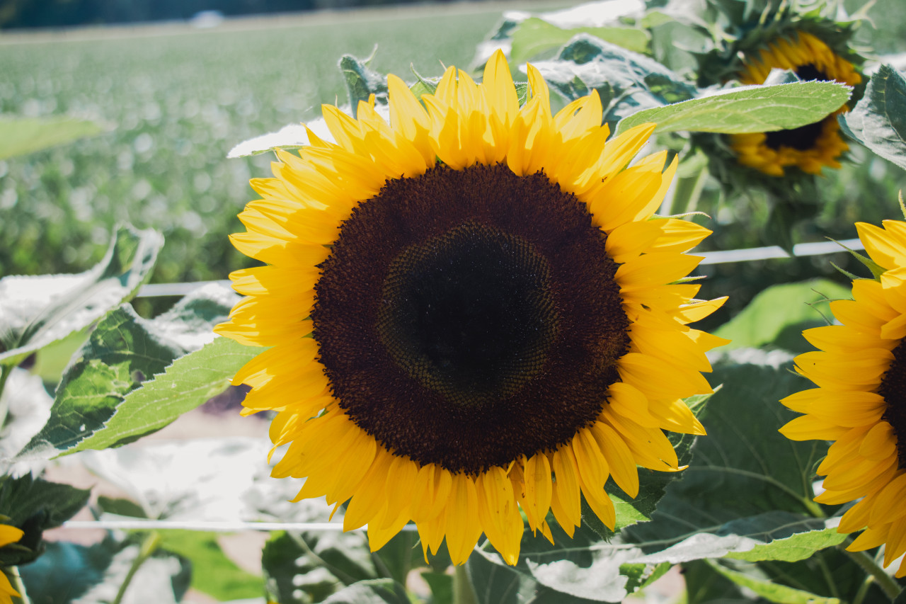 SunnySide F1 Sunflower | Holmes Seed Company