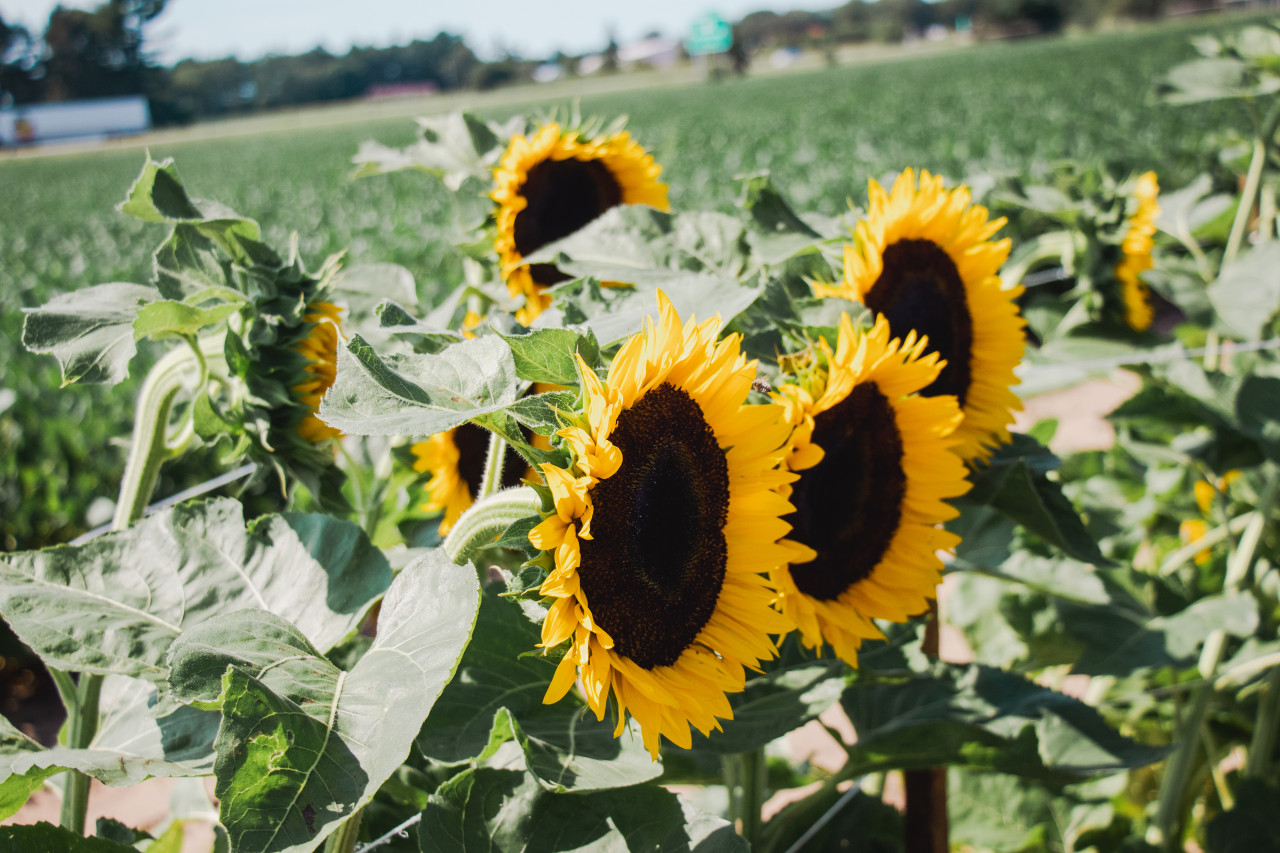 SunnySide F1 Sunflower | Holmes Seed Company