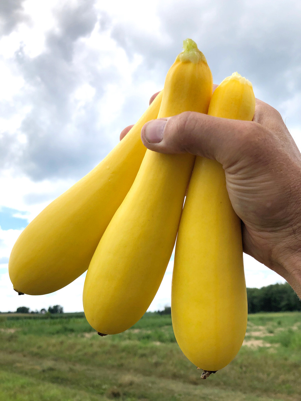 Smooth Summer F1 - Holmes Seed Company