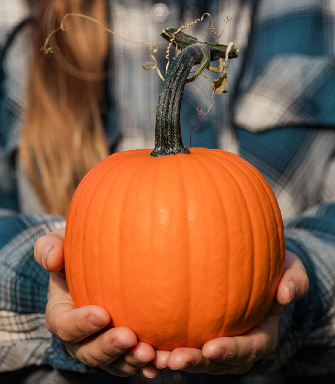 Itty Bitty Pumpkin Seeds | Holmes Seed Company