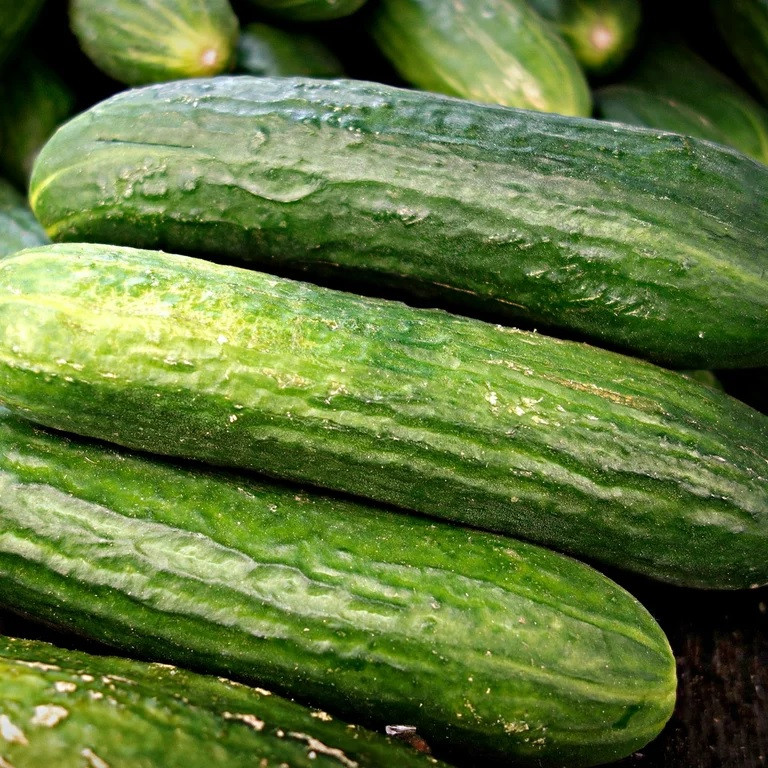 Beit Alpha CMR/MMR Cucumber | Holmes Seed Company