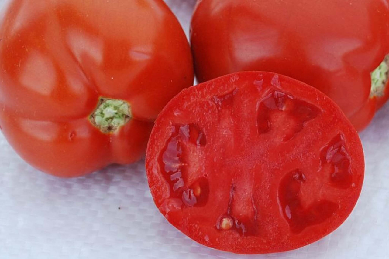 Saucy Lady™ Tomato Seeds | Holmes Seed Company