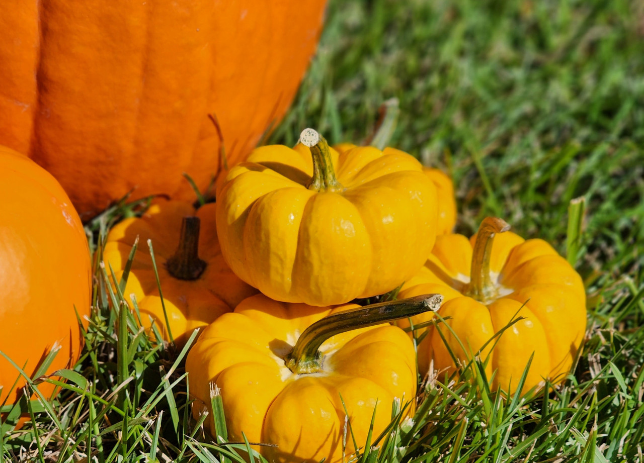 Yellow Jacket Pumpkin Seeds | Holmes Seed Company