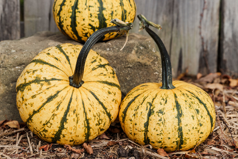 Barn Dance Pumpkin Seeds | Holmes Seed Company