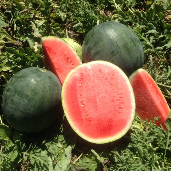 Sweet Trick F1 Seedless Watermelon | Holmes Seed Company