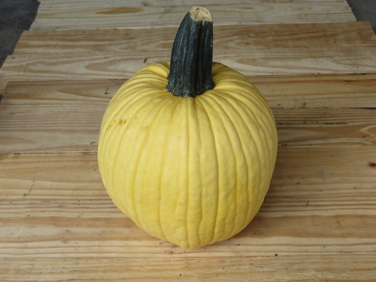 Lemon Sun Pumpkin Seeds | Holmes Seed Company