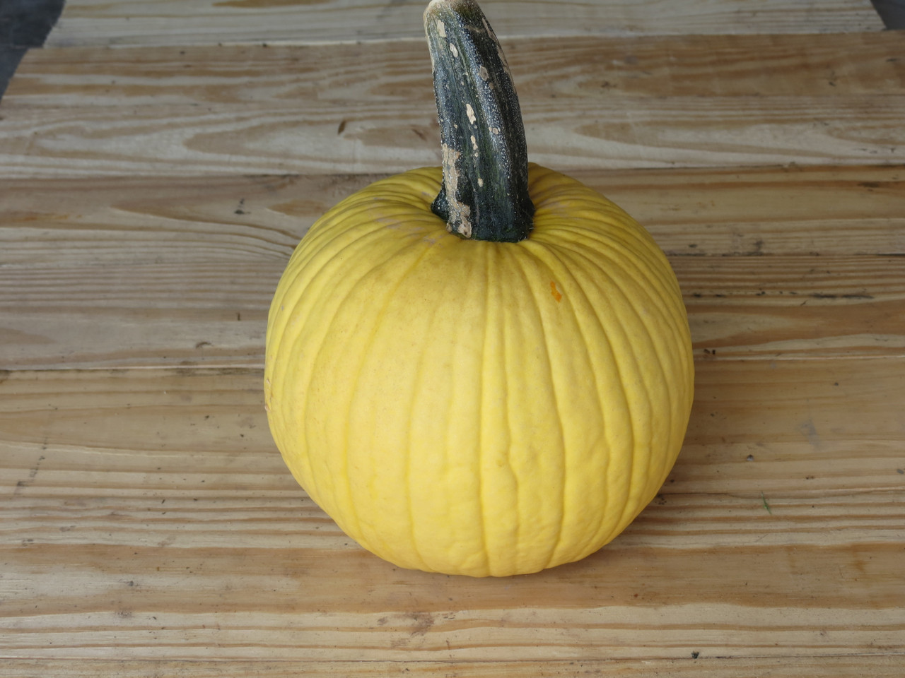 Lemon Sun Pumpkin Seeds | Holmes Seed Company