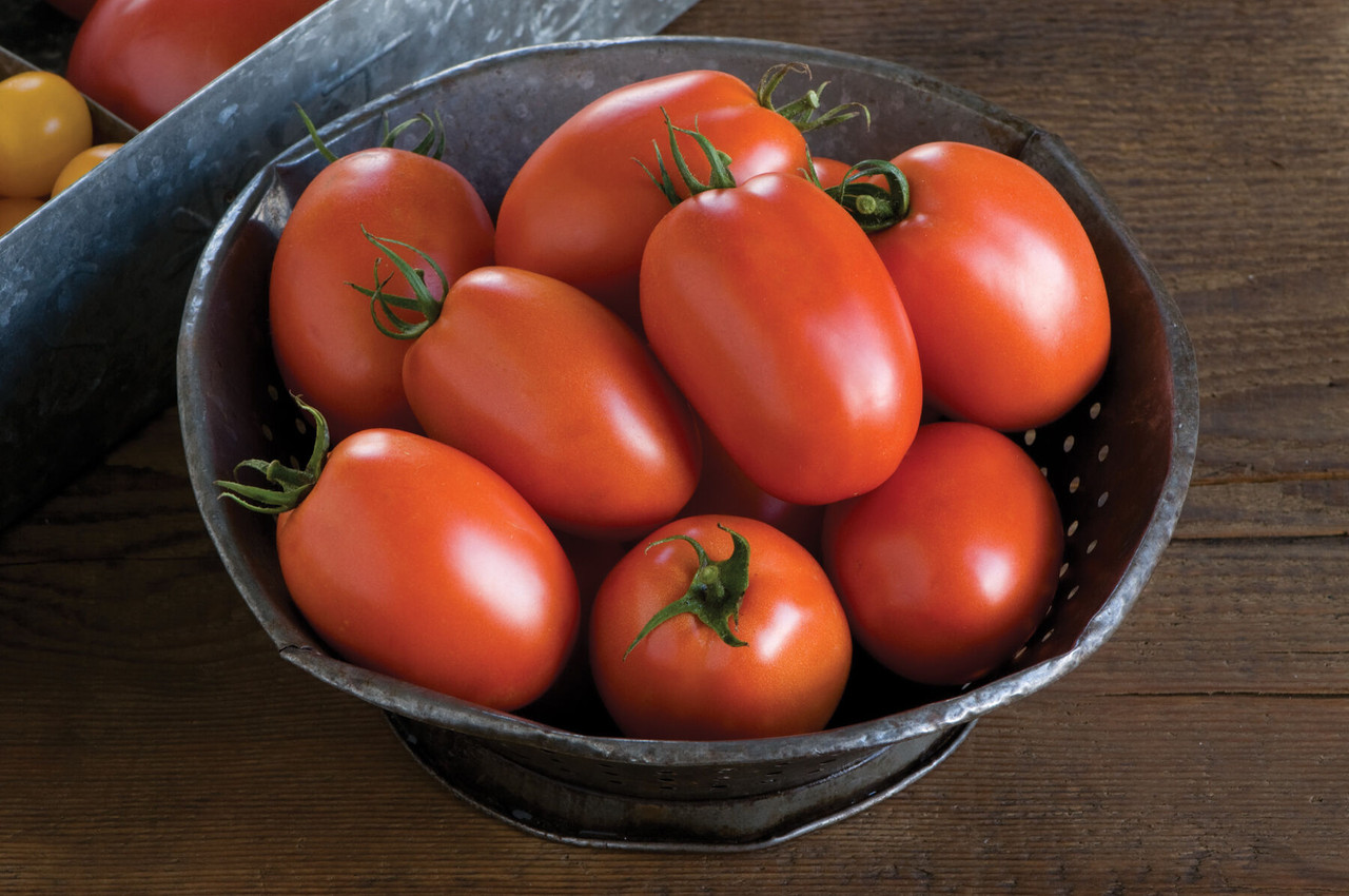 Plum Regal Pelleted Tomato Seeds | Holmes Seed Company