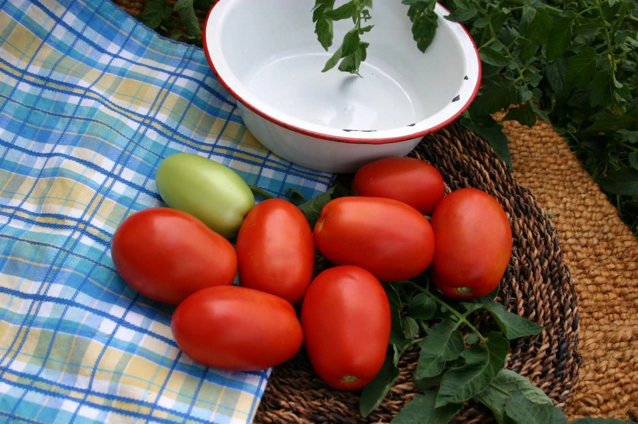 Plum Regal Pelleted Tomato Seeds | Holmes Seed Company