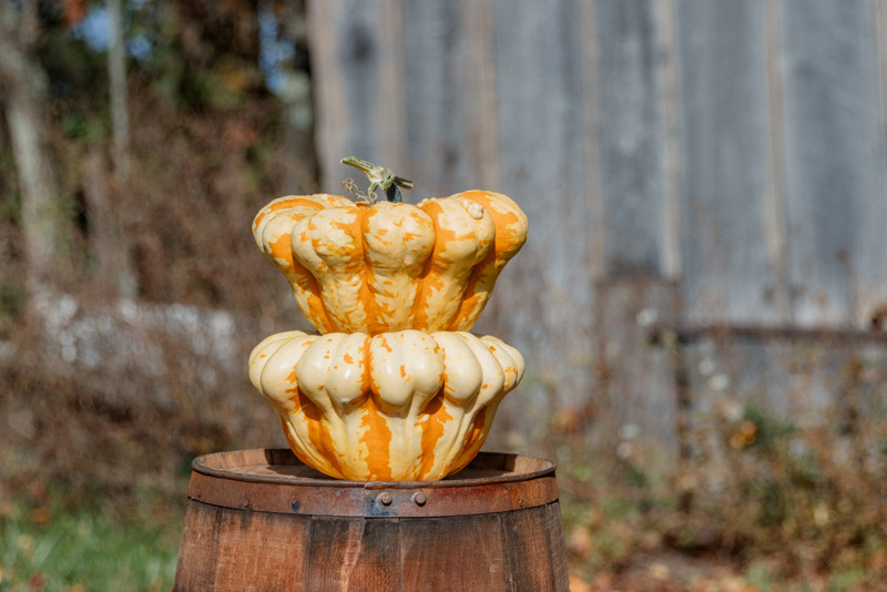 Mac N Cheese F1 Pumpkin | Holmes Seed Company