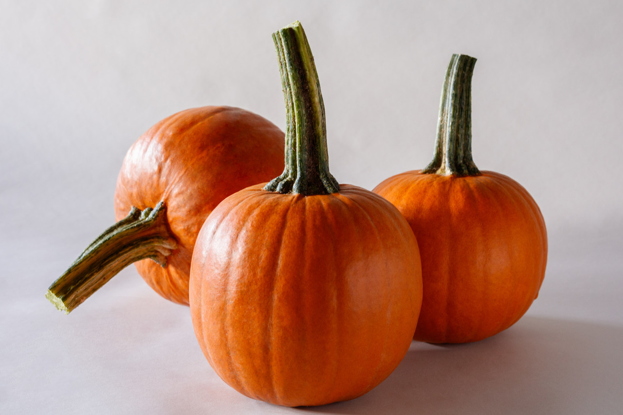 Rugrat F1 Pumpkin | Holmes Seed Company