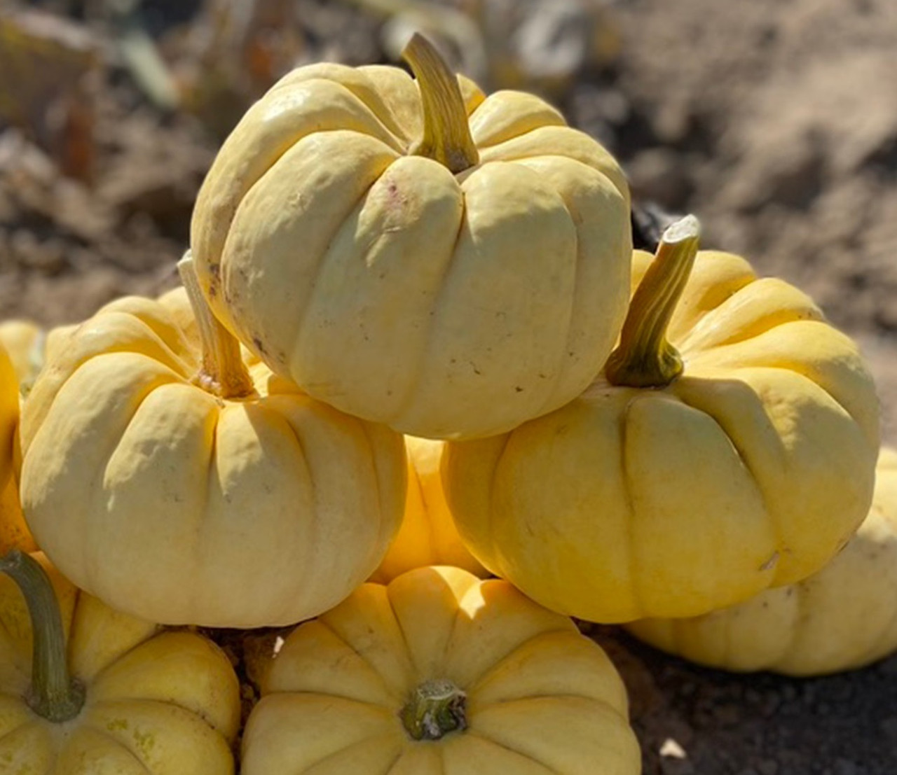 Sunshine F1 Pumpkin | Holmes Seed Company