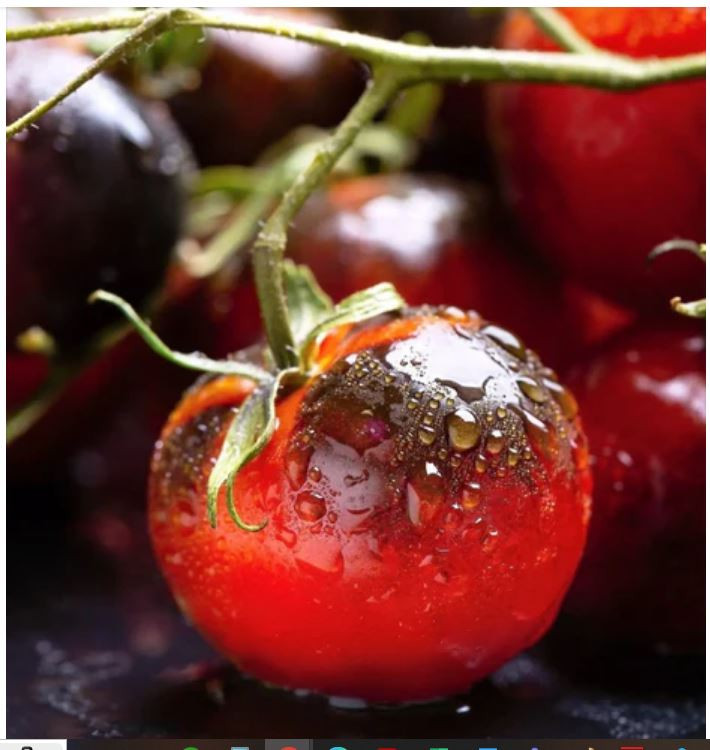 Indigo Cherry Drops Tomato | Holmes Seed Company