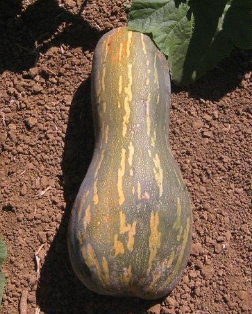 Cushaw Orange Striped - Holmes Seed Company