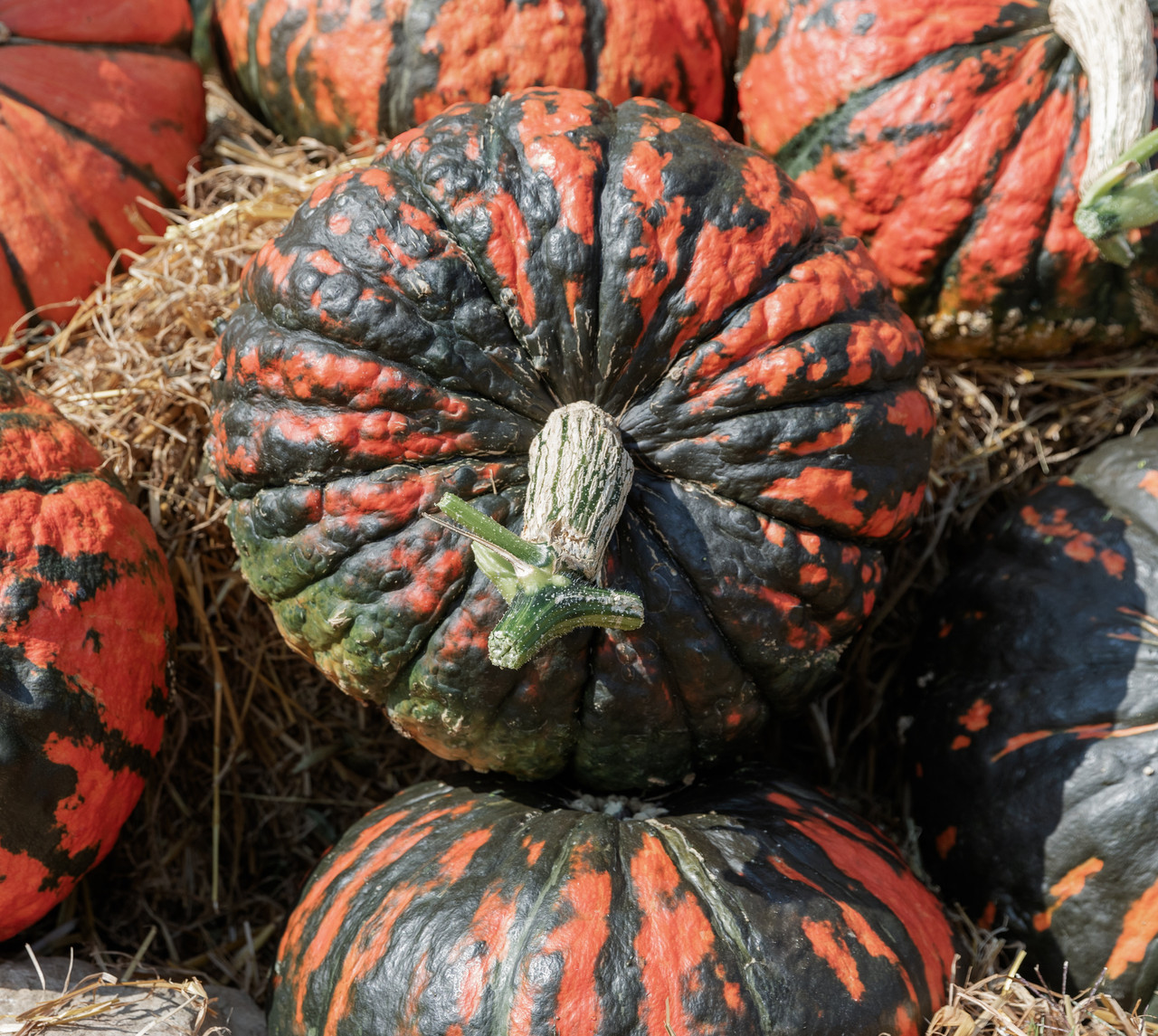 Dragonfire F1 Pumpkin | Holmes Seed Company