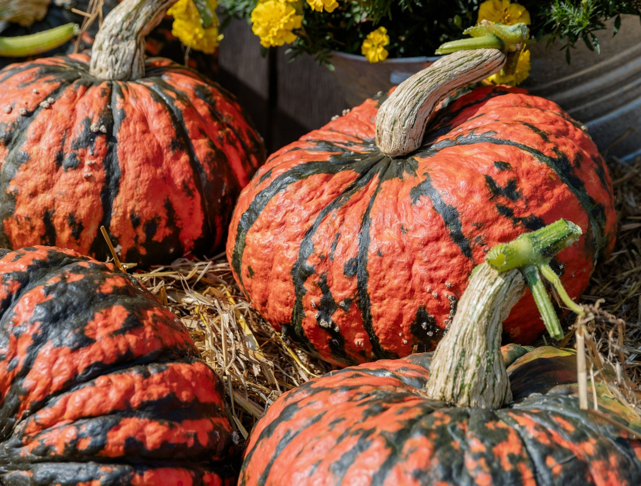Dragonfire F1 Pumpkin | Holmes Seed Company