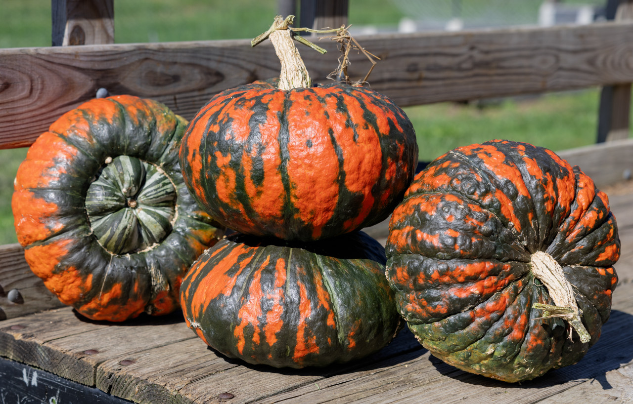 Dragonfire F1 Pumpkin | Holmes Seed Company