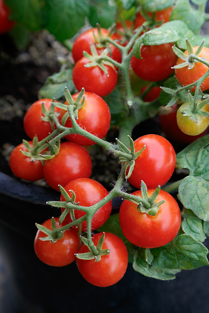Little Birdy "Red Robin" Tomato | Holmes Seed Company