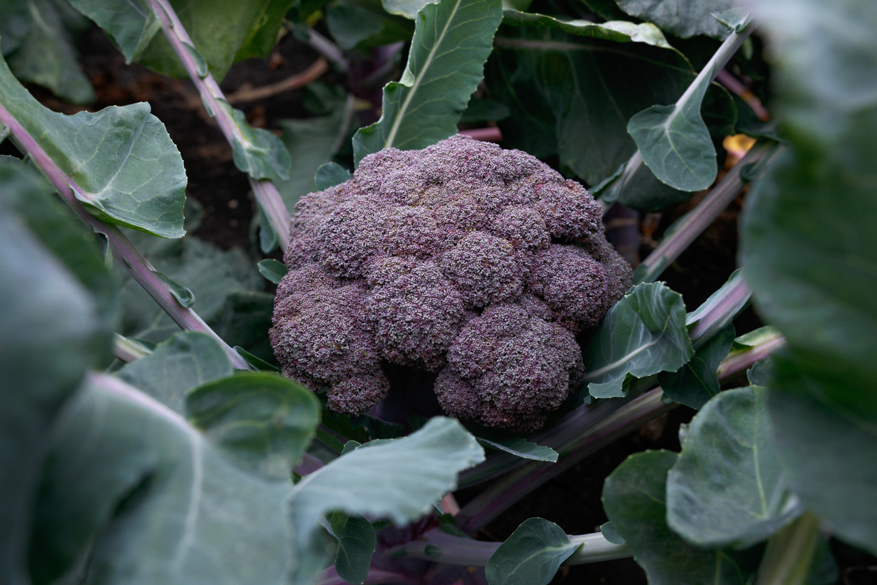 Purple Magic Broccoli F1 | Holmes Seed Company