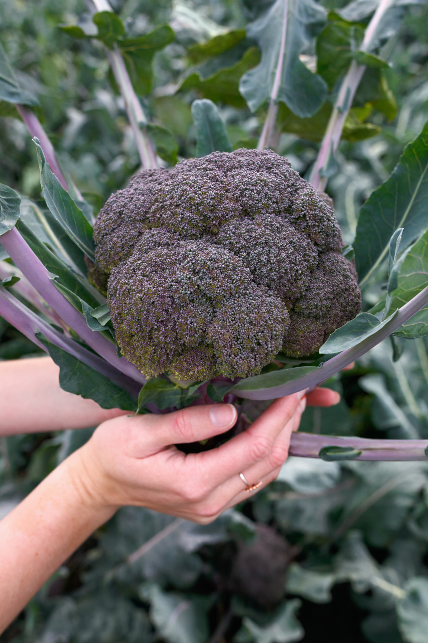 Purple Magic Broccoli F1 | Holmes Seed Company