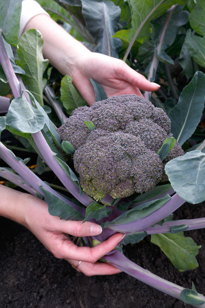 Purple Magic Broccoli F1 | Holmes Seed Company