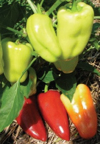 Gypsy Hungarian Pepper Seeds | Holmes Seed Company