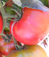 Goliath Tomato Seeds | Holmes Seed Company