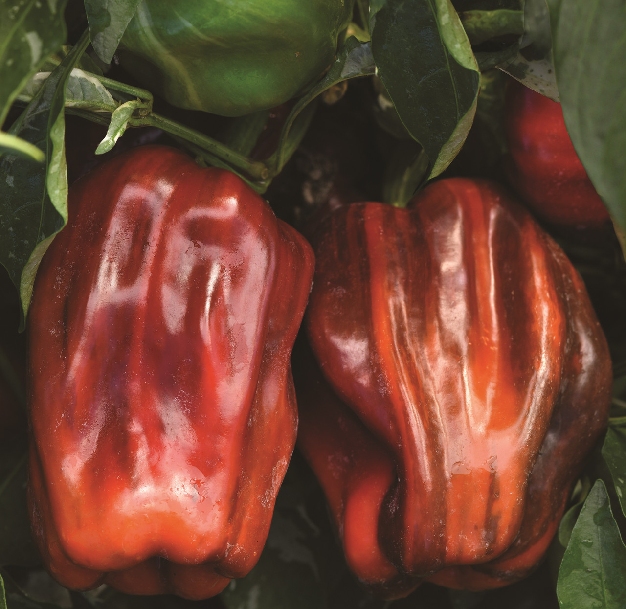 Candy Cane Chocolate Cherry Pepper Seeds | Holmes Seed Company
