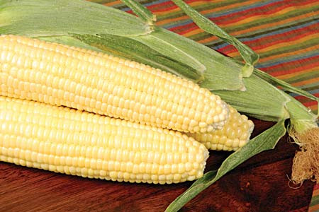 Bodacious R/M Sweet Corn Seeds - 75 Relative Days | Holmes Seed Company